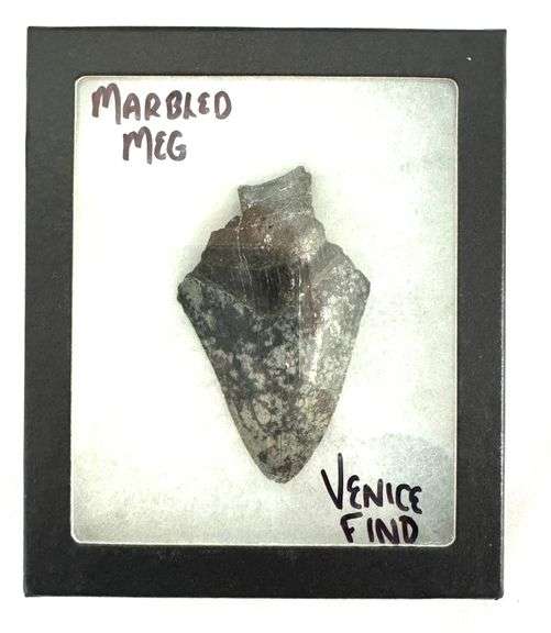 3-3/4" MEGLODON Sharks Tooth - Venice Florida Found! - Auctionology LLC